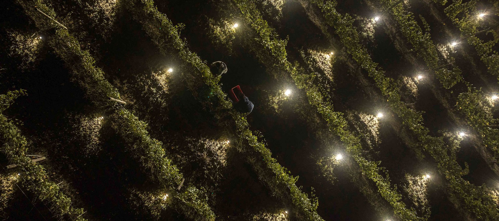 Illuminating the ritual of the night harvest. Terlo Night Harvest by ...