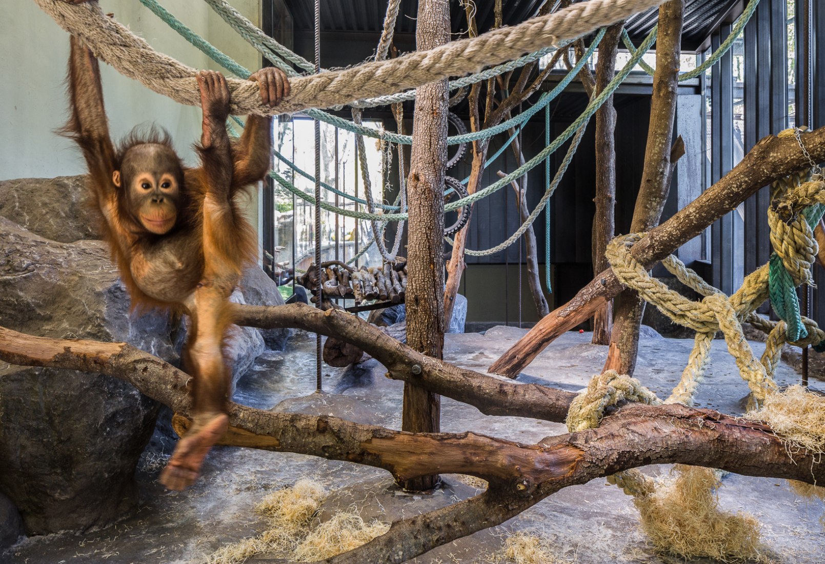 Una nueva casa para los orangutanes del Zoo de Barcelona | Sobre ...