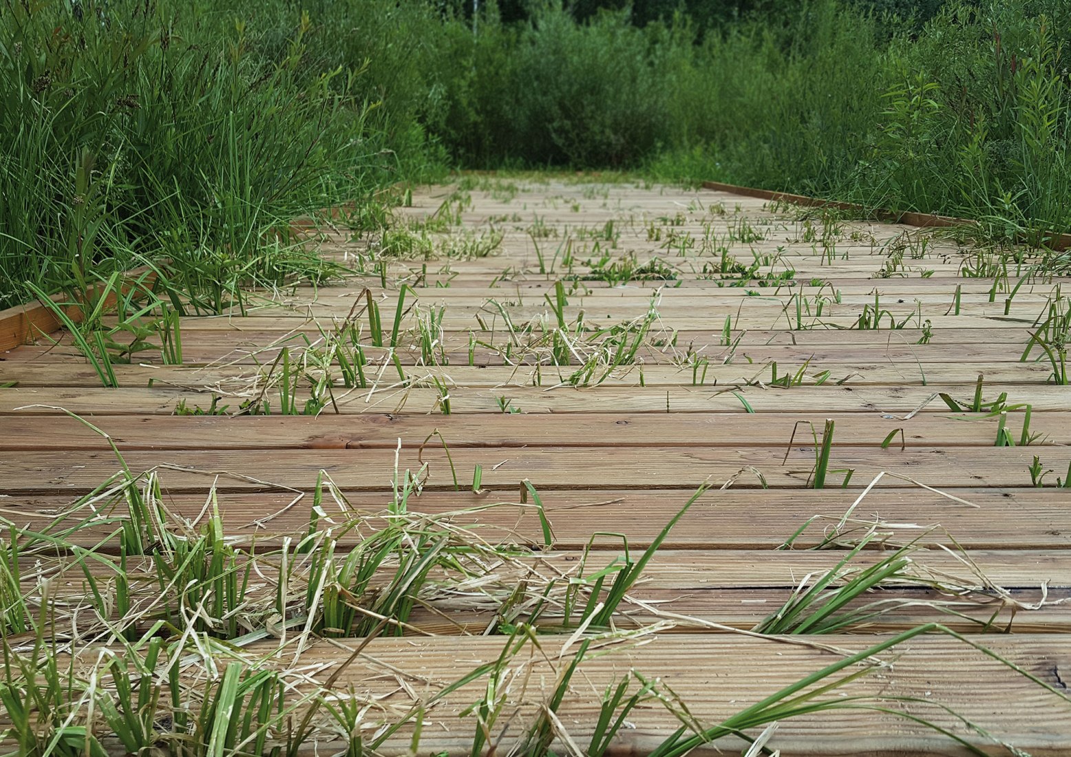 Dos ríos enlazados por una pasarela. El enclave natural de Bobrowisko ...