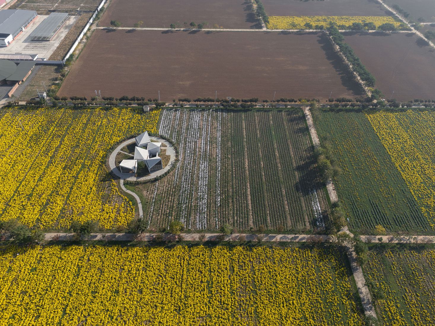 Cultivando conocimiento. Biblioteca en un campo helado de crisantemos ...
