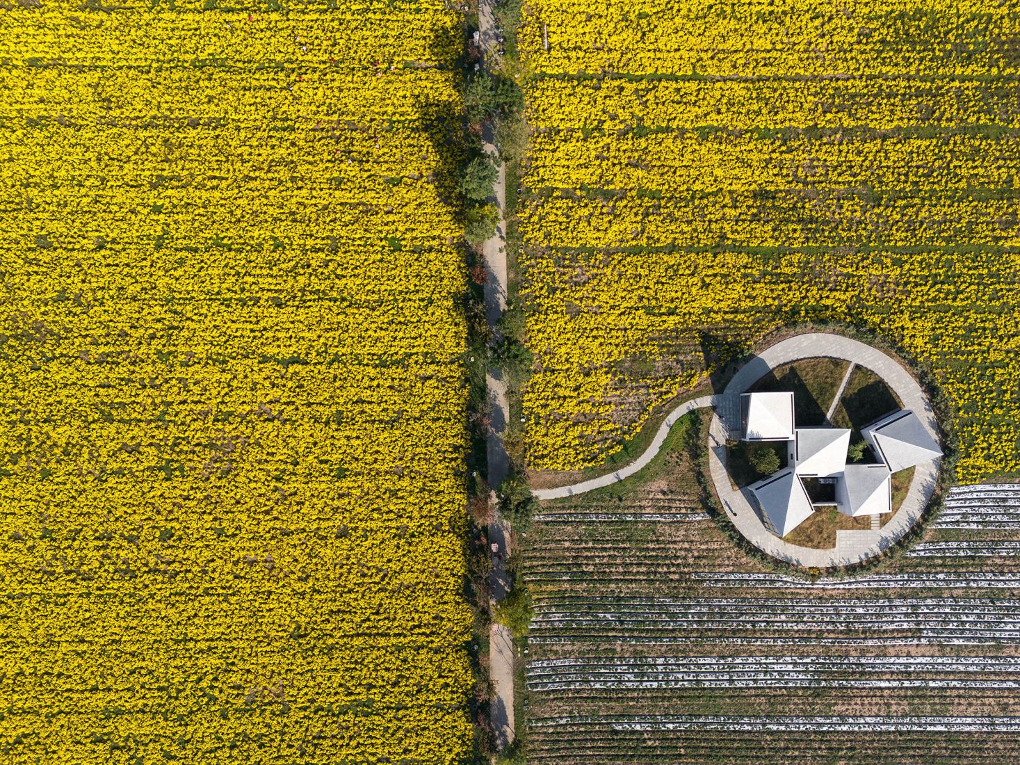 Cultivando conocimiento. Biblioteca en un campo helado de crisantemos ...
