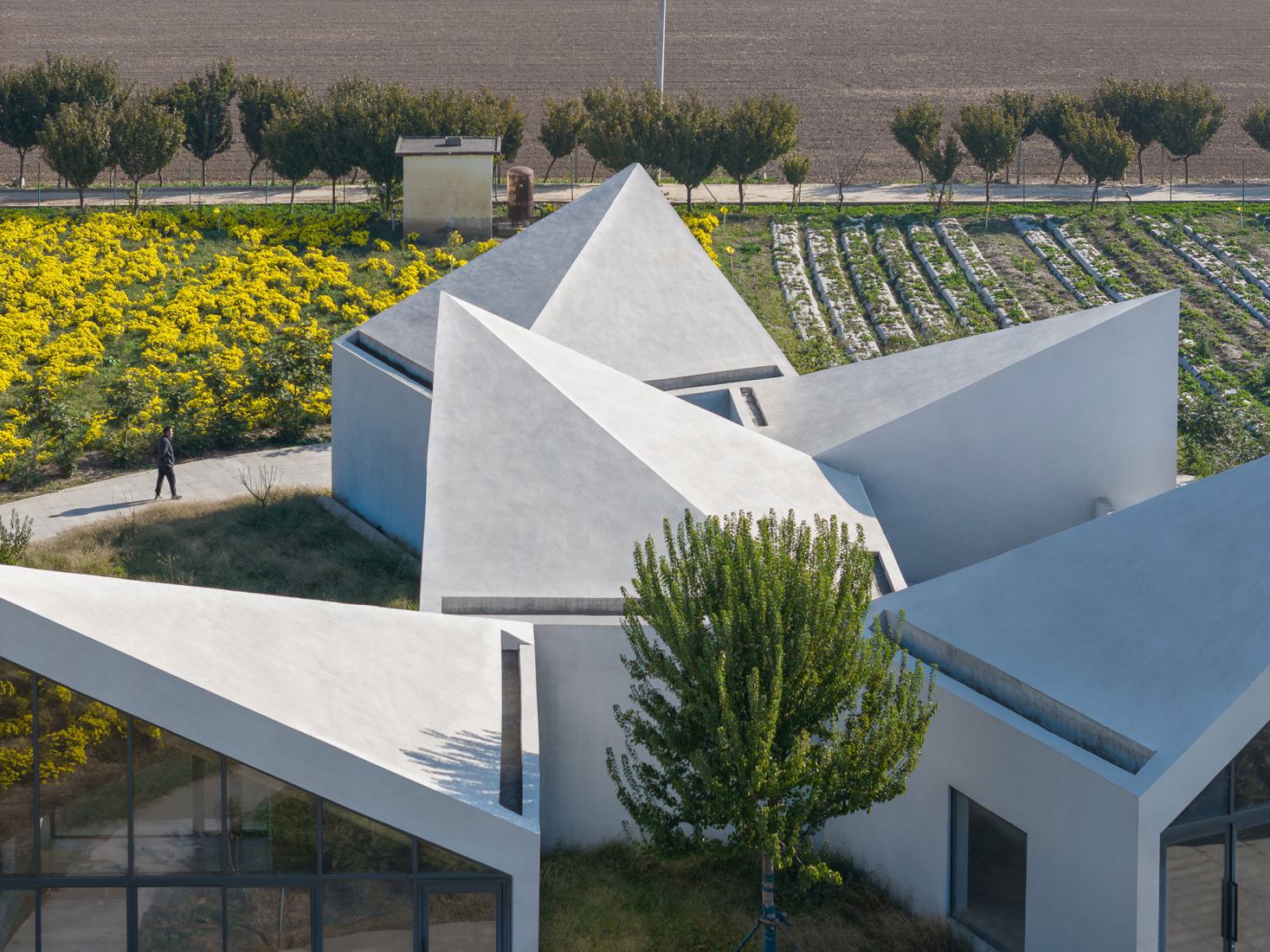 Cultivando conocimiento. Biblioteca en un campo helado de crisantemos ...