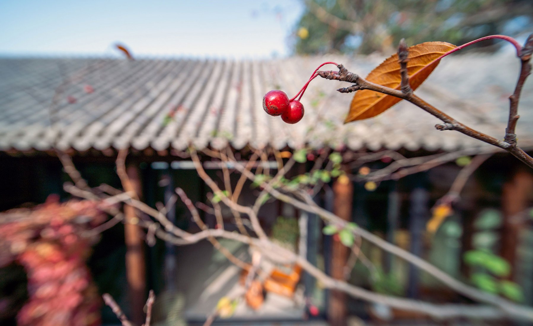 Un jardín innovador y un patio como lugar de encuentro. Reforma de ...