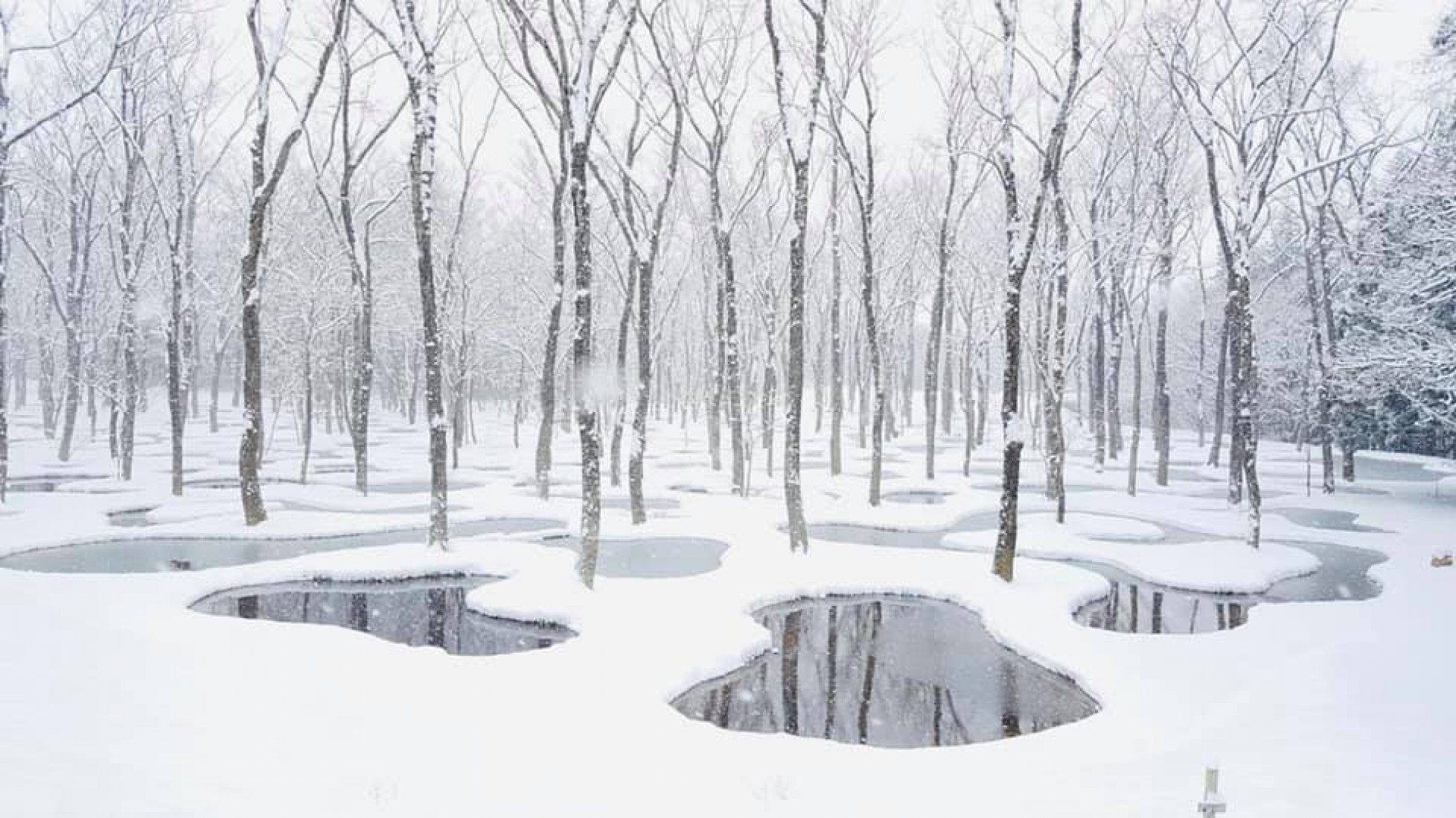 Stunning Japanese Landscape. The Water Garden by Junya Ishigami | The ...