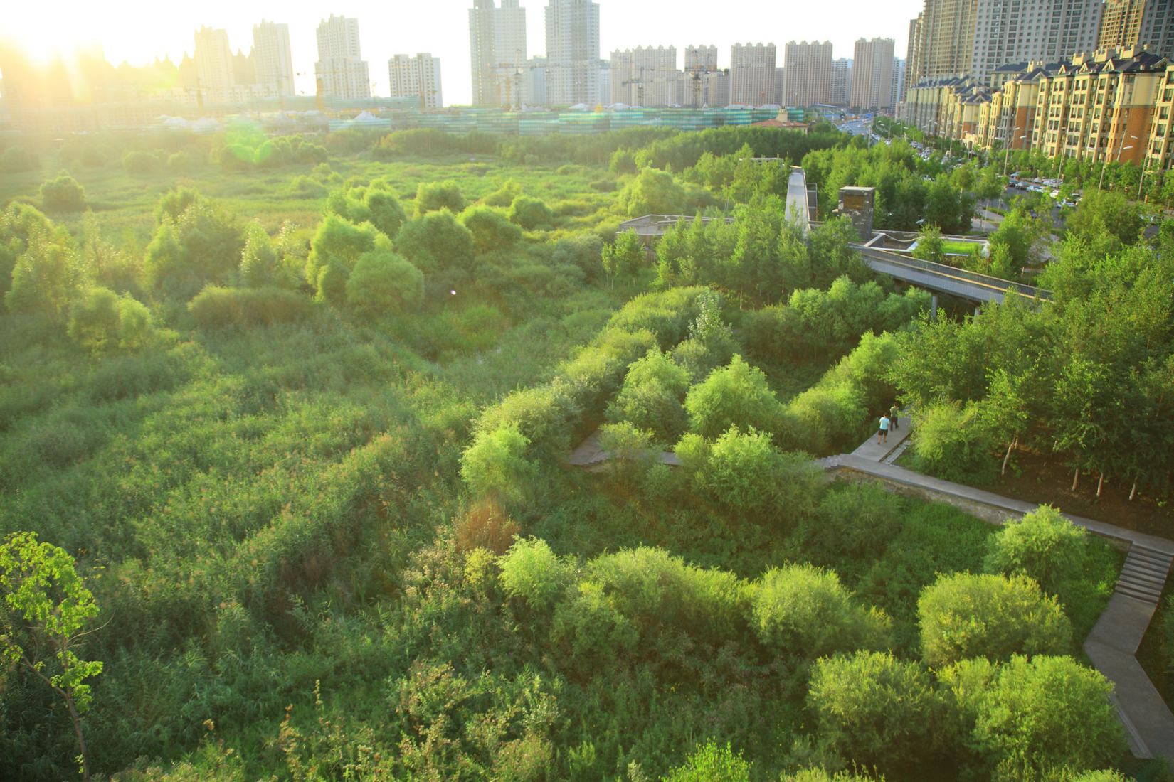Kongjian Yu, author of the "Sponge Cities" concept, wins the Global ...