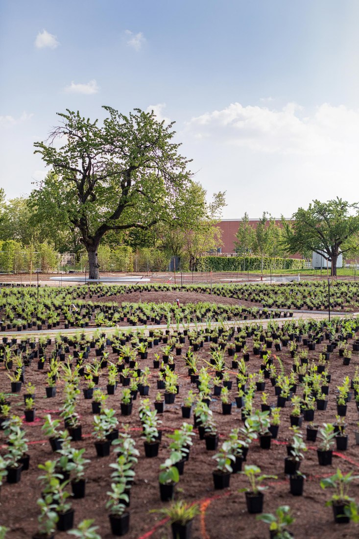 A garden by Piet Oudolf, a new project at Vitra Campus | The Strength ...