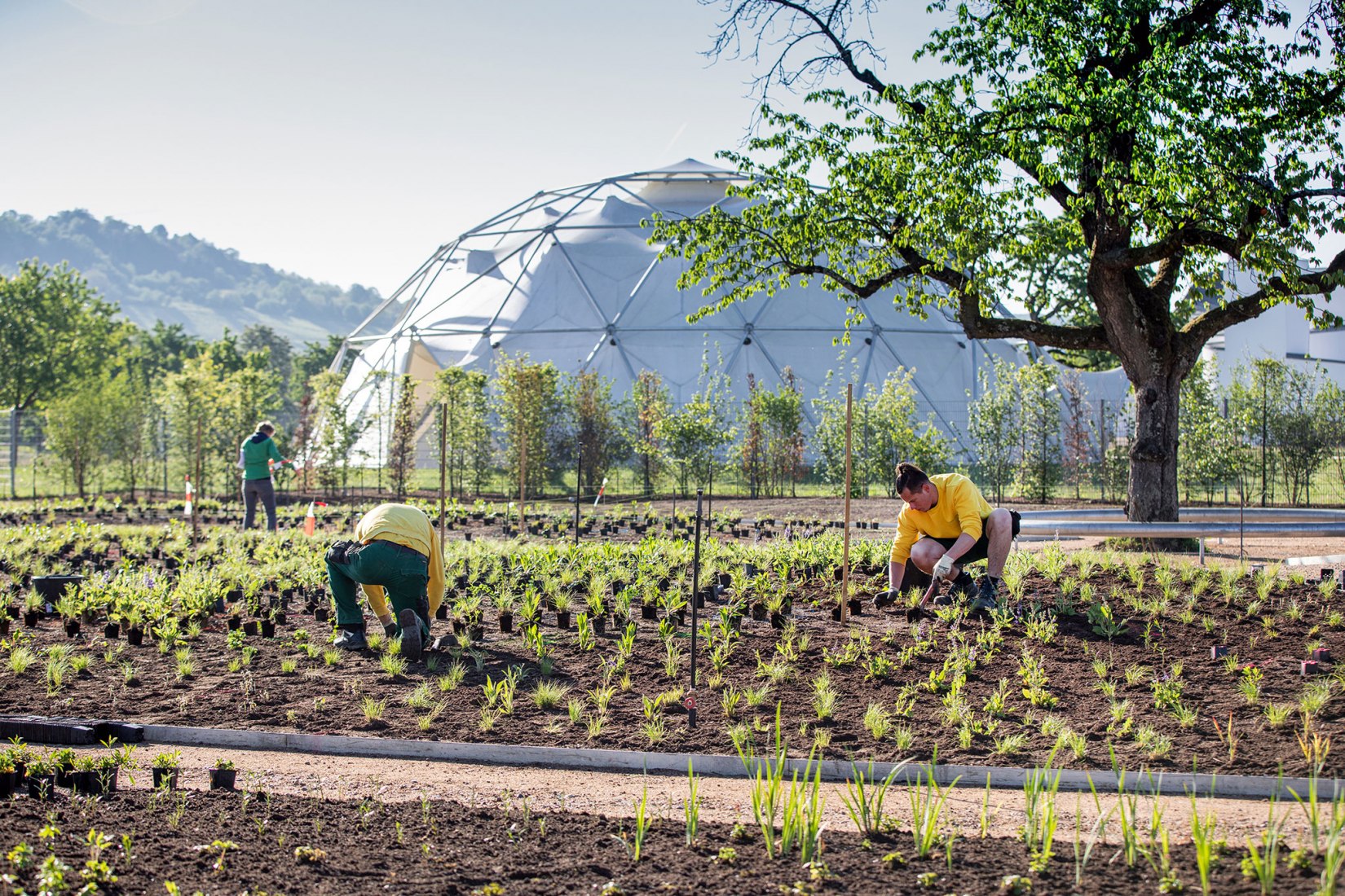 A garden by Piet Oudolf, a new project at Vitra Campus | The Strength ...