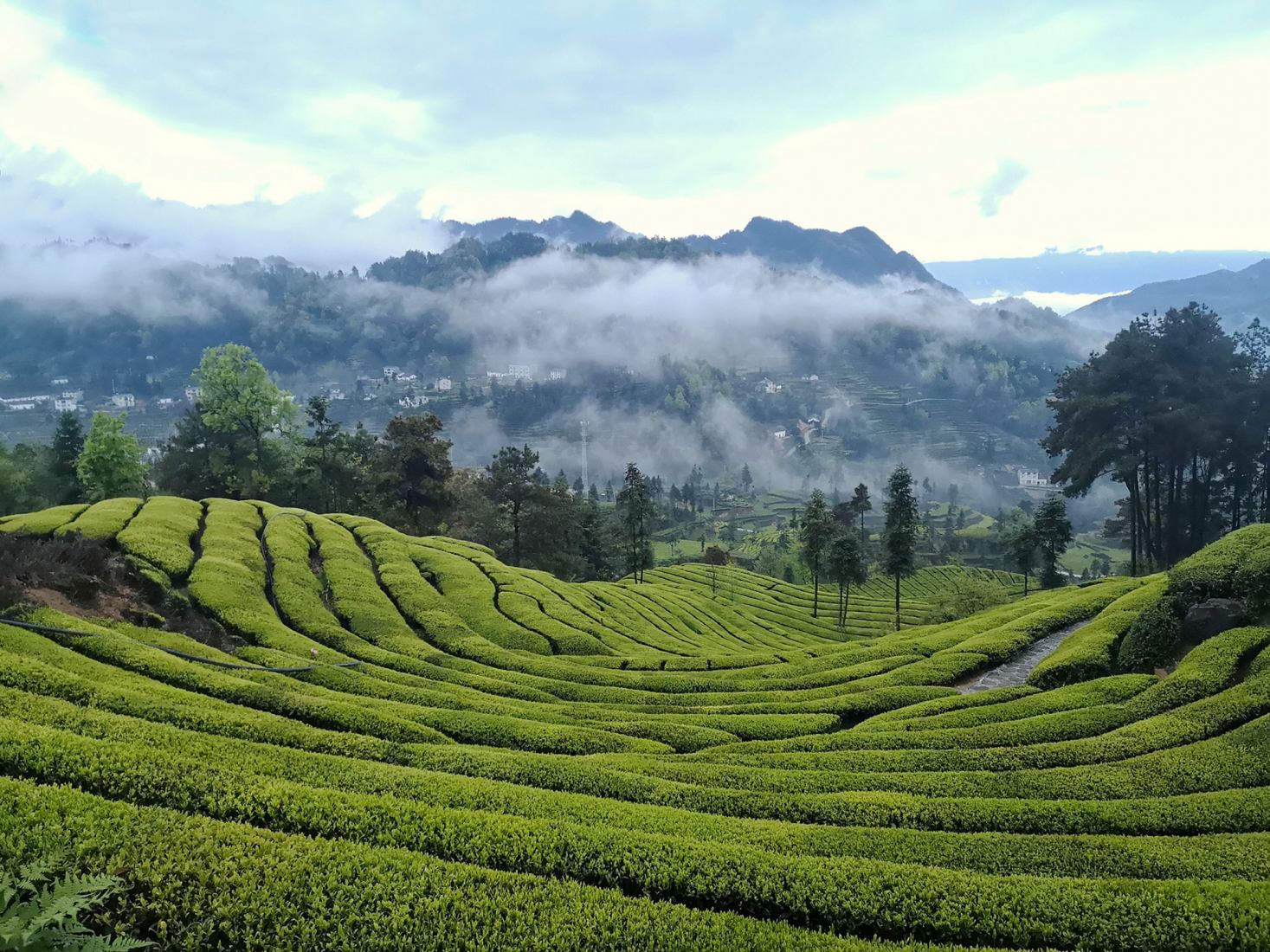 Walking through tea fields. Sanxia Tea Town Exhibition Center by ...