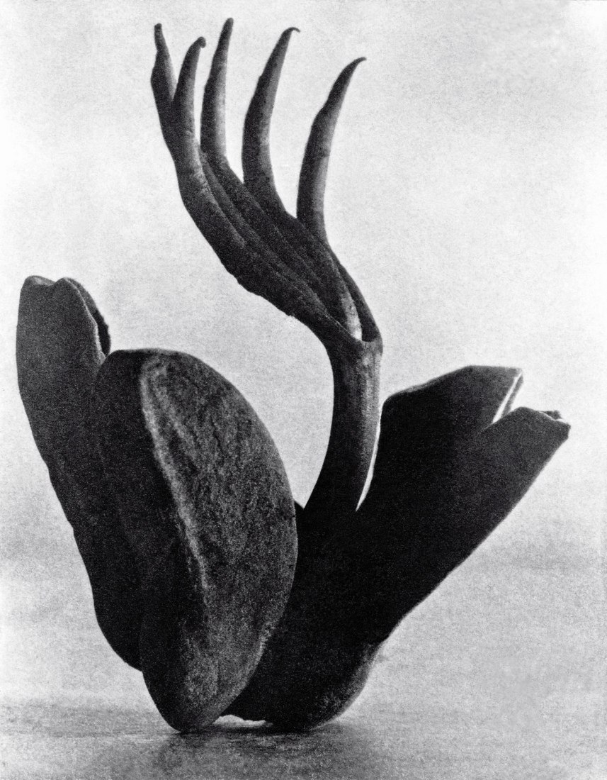 Tina Modotti at the Cerralbo Museum. One of the great photographers of ...