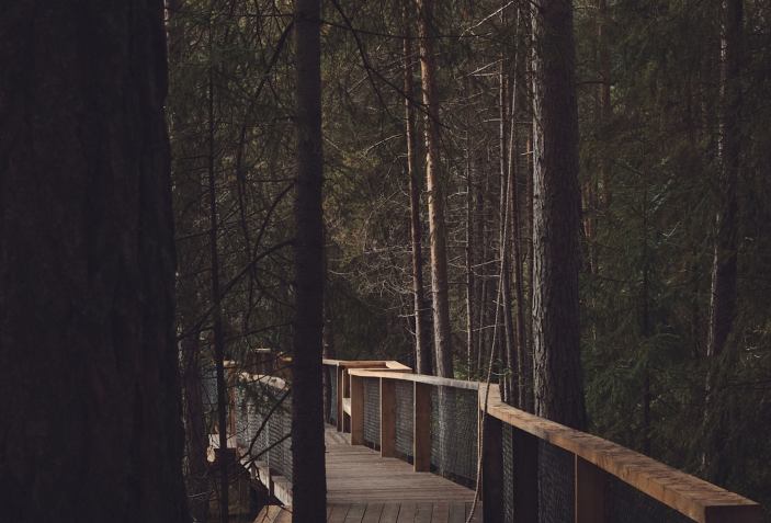 Una pasarela en el bosque como espacio para el arte. Okulus por Rintala ...